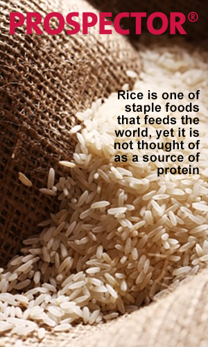 News Brief: Rice as a protein source - Prospector Knowledge Center